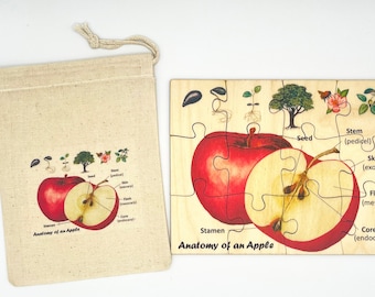 Parts of an Apple Nomenclature 3-part Cards Montessori Botany Printable ...