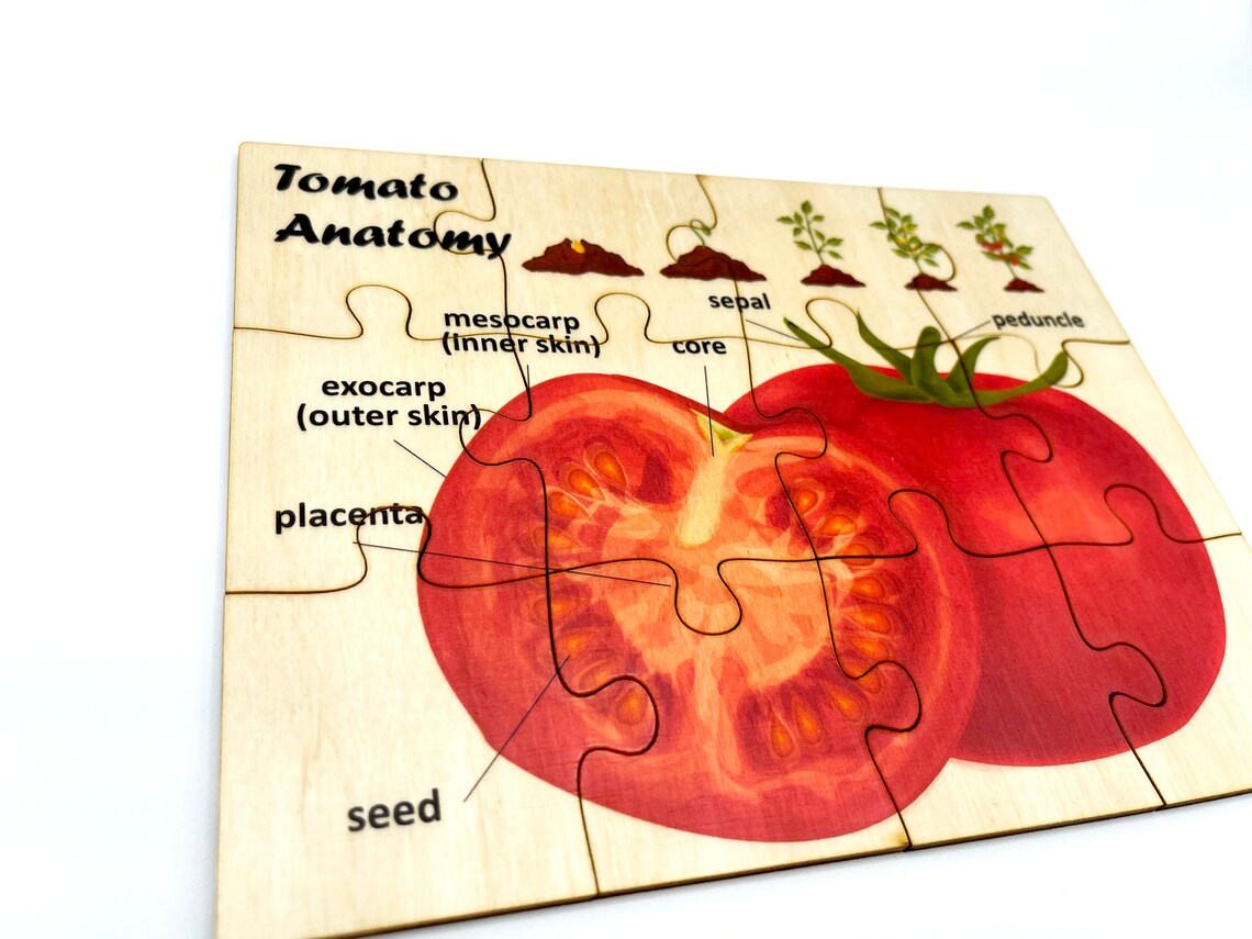 Wooden Anatomy of Tomato Jigsaw Puzzle/ Montessori Homeschool - Etsy Sweden
