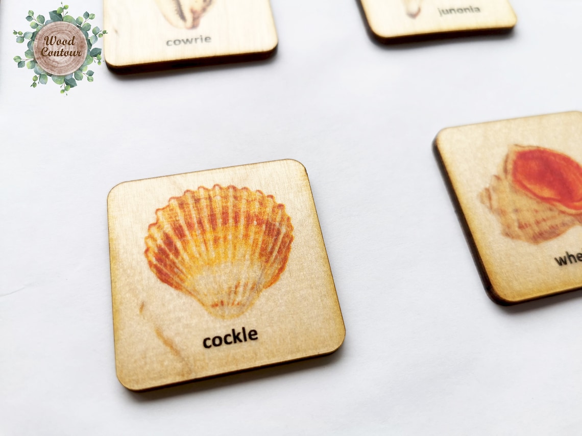 Montessori Wooden Seashell Matching Cards/ Homeschool - Etsy