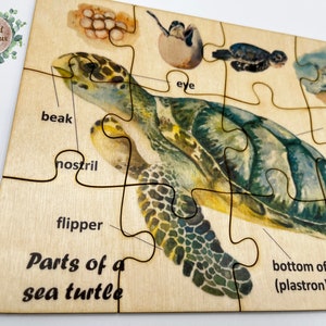 Montessori Wooden Parts of Sea Turtle Jigsaw Puzzle/ Homeschool ...