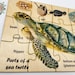 Montessori Wooden Parts of Sea Turtle Jigsaw Puzzle/ Homeschool ...