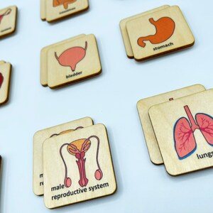 Wooden Montessori Human Anatomy Memory Game/ Organs Matching Game ...