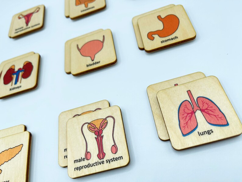 Wooden Montessori Human Anatomy Memory Game/ Organs Matching Game ...