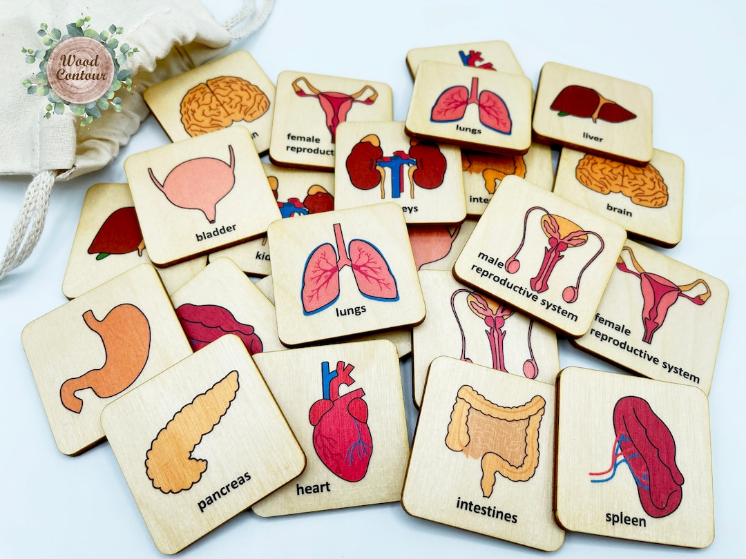 Wooden Montessori Human Anatomy Memory Game/ Organs Matching Game ...