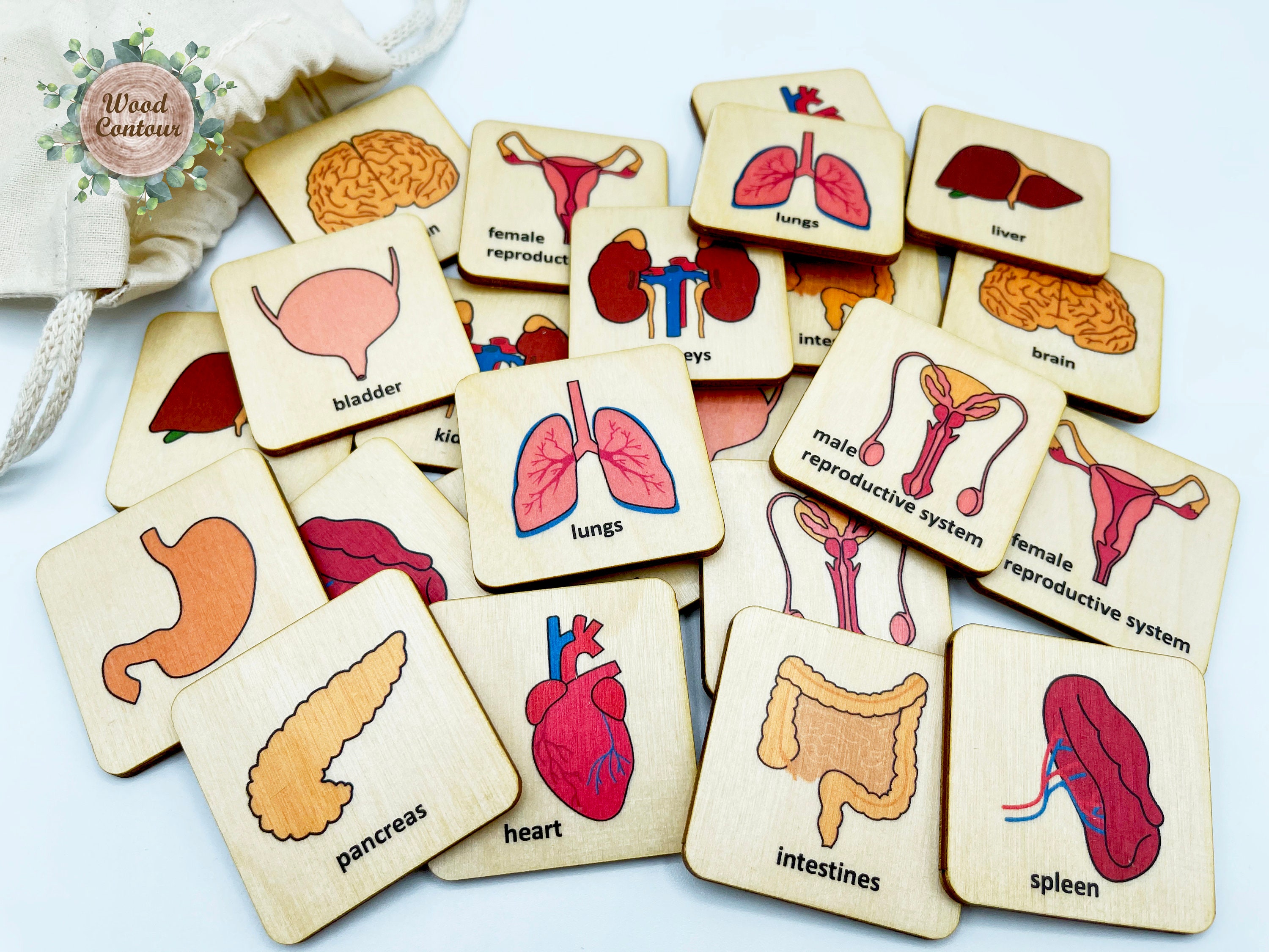 Wooden Montessori Human Anatomy memory game/ Organs matching | Etsy