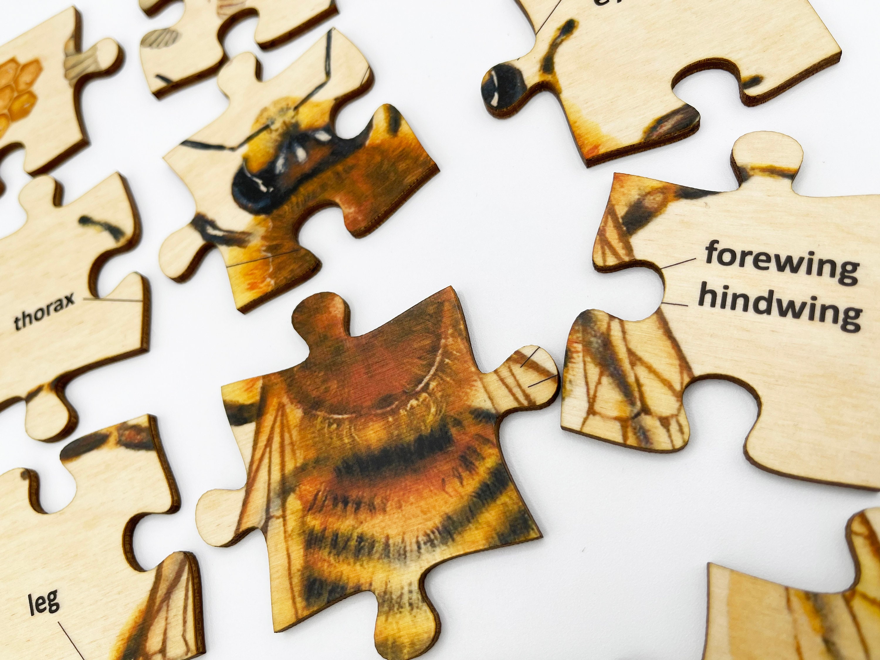 Montessori Wooden Anatomy Bee Puzzle/ Homeschool Preschool | Etsy
