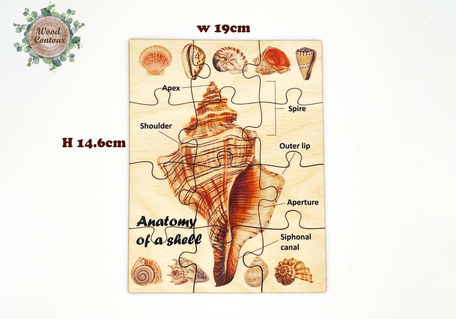 Montessori Wooden Seashell Anatomy Jigsaw Puzzle/ Homeschool Preschool ...