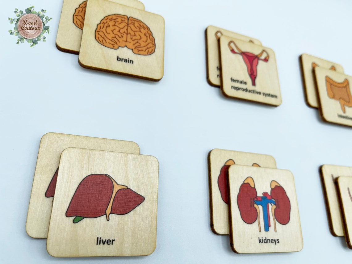 Wooden Montessori Human Anatomy Memory Game/ Organs Matching Game ...