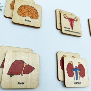 Wooden Montessori Human Anatomy Memory Game/ Organs Matching Game ...
