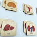 Wooden Montessori Human Anatomy Memory Game/ Organs Matching - Etsy
