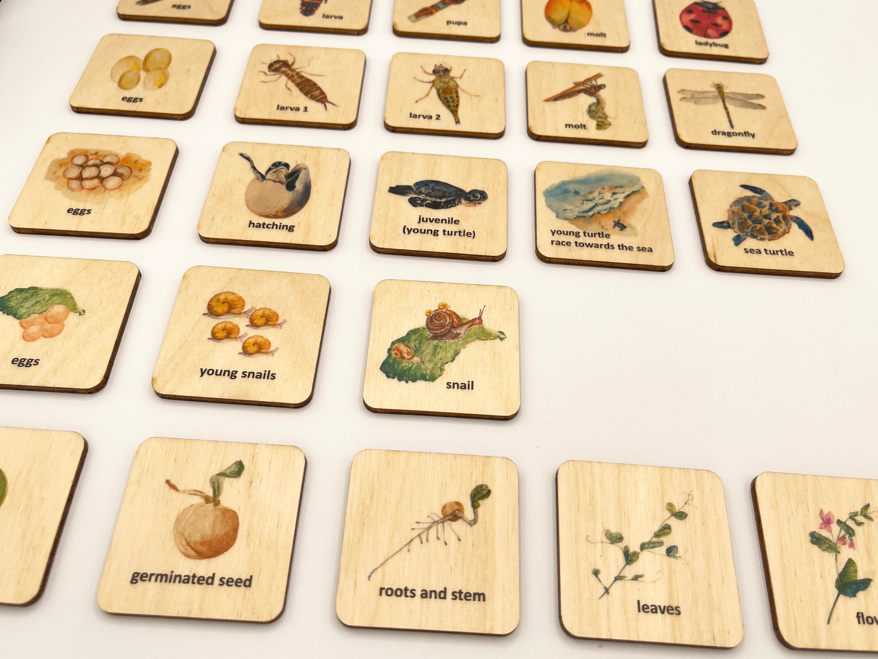 Montessori Wooden Life Cycle Cards/ Ladybug Drangonfly Sea Turtle Snail ...
