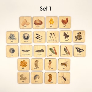 Montessori Biological Life Cycle of Bee Butterfly Chicken Frog Plant ...