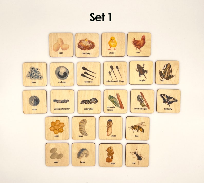 Montessori Biological Life Cycle of Bee Butterfly Chicken Frog - Etsy ...