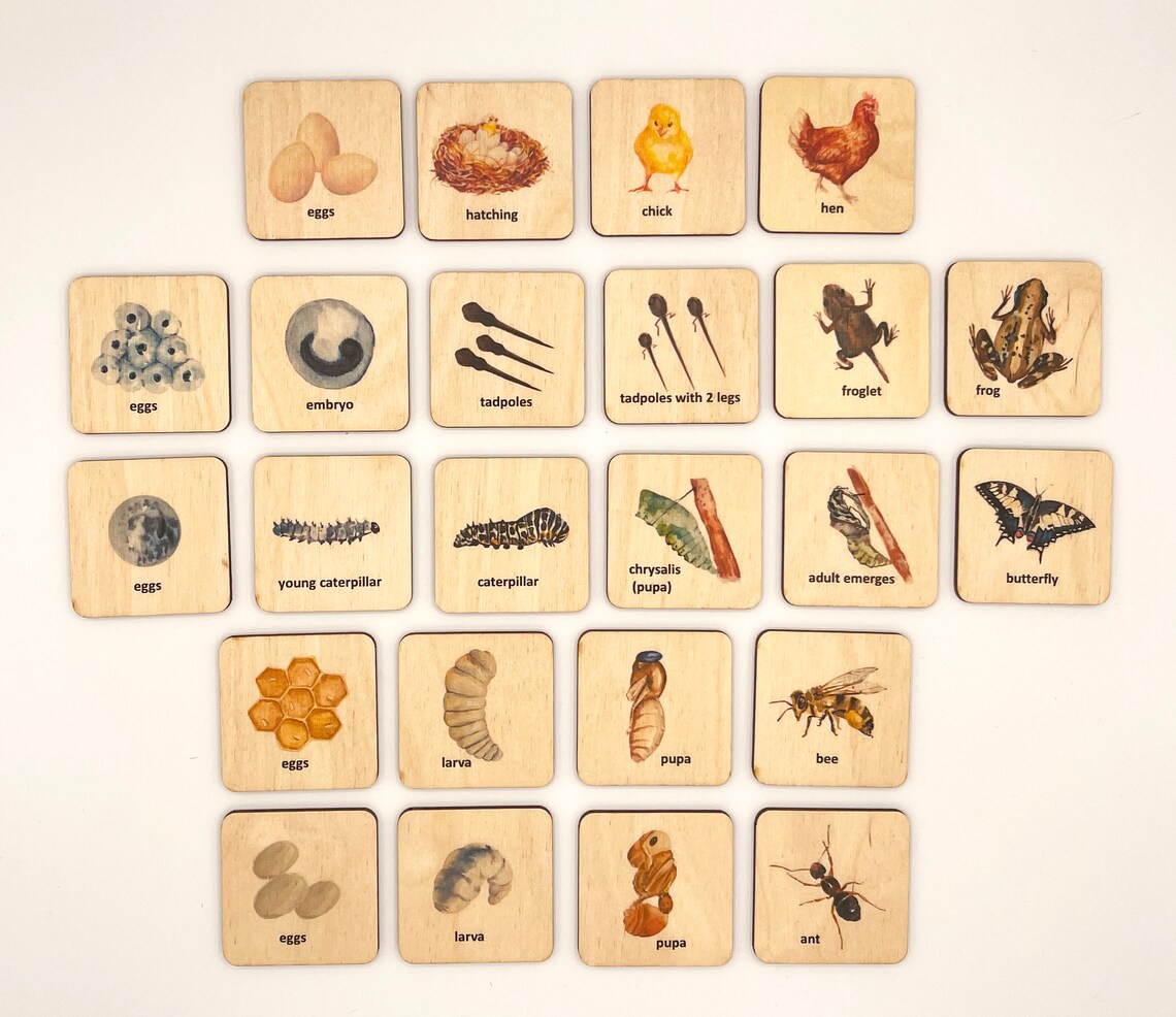 Montessori Biological Life Cycle of Bee Butterfly Chicken Frog - Etsy