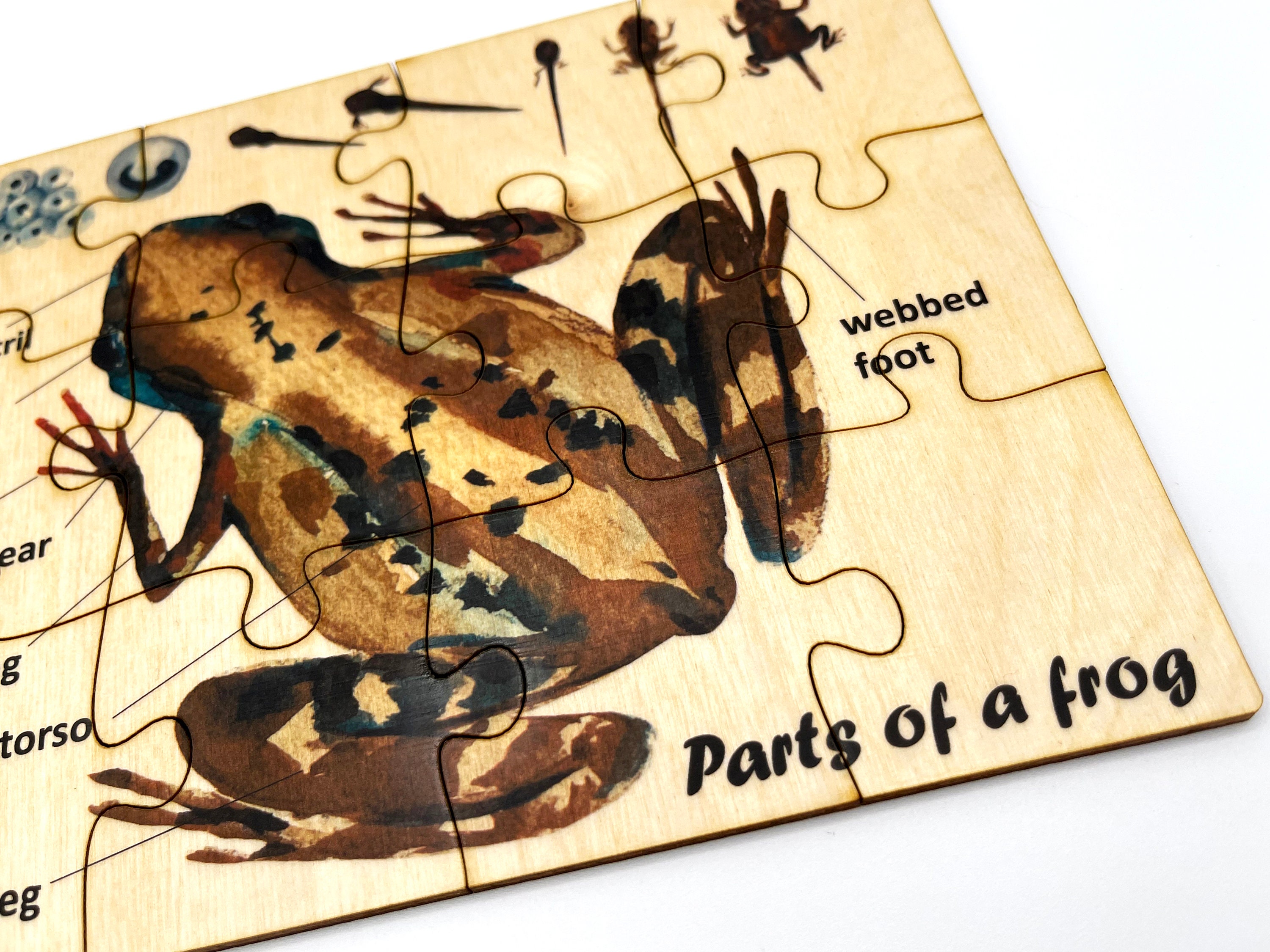 Montessori Wooden Frog Anatomy Jigsaw Puzzle/ Homeschool | Etsy