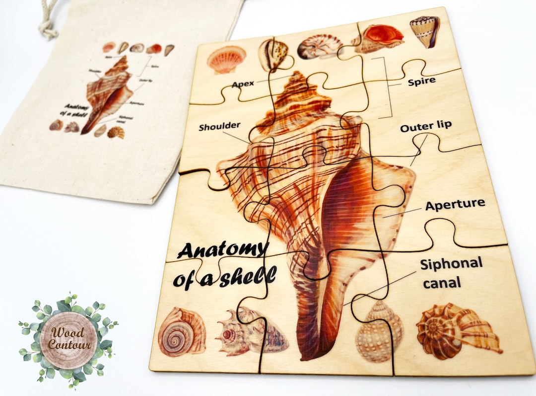 Montessori Wooden Seashell Anatomy Jigsaw Puzzle/ Homeschool Preschool ...