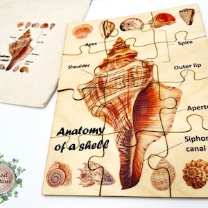 Montessori Wooden Seashell Anatomy Jigsaw Puzzle/ Homeschool Preschool ...
