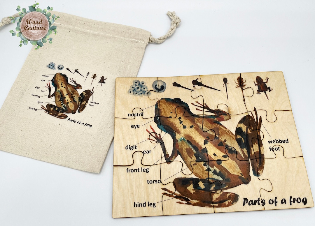 Montessori Wooden Frog Anatomy Jigsaw Puzzle/ Homeschool Preschool ...