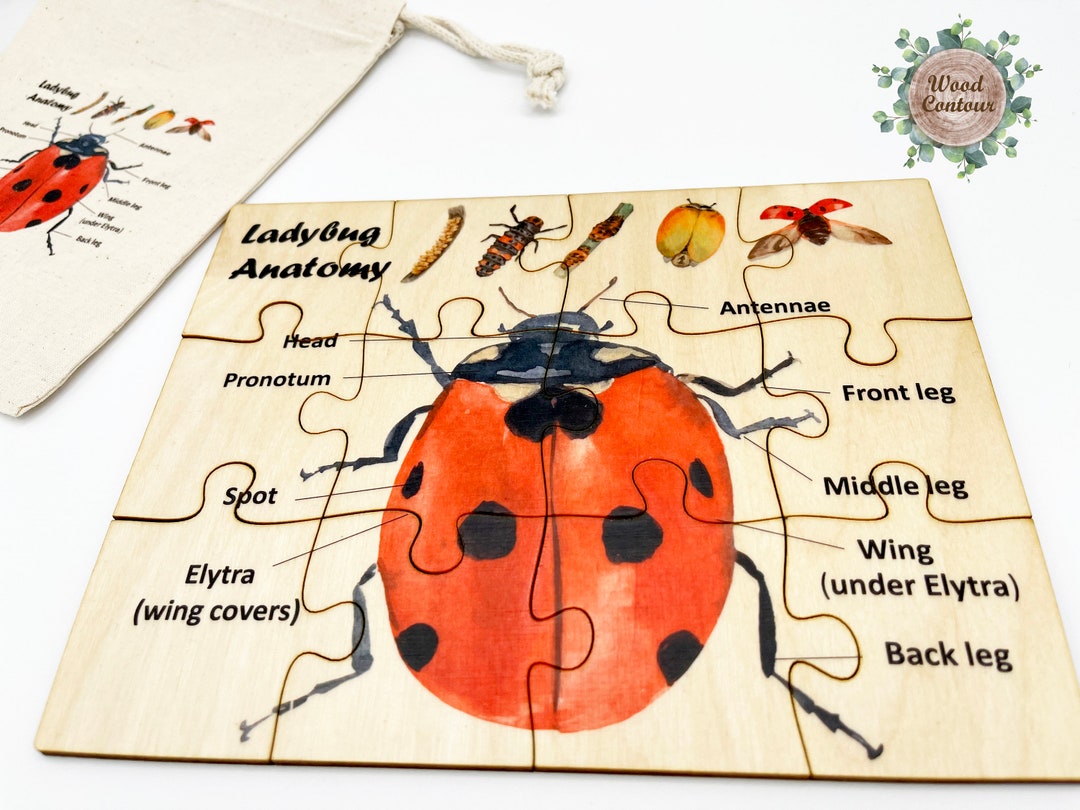 Montessori Wooden Anatomy Ladybug Puzzle/ Homeschool Preschool ...
