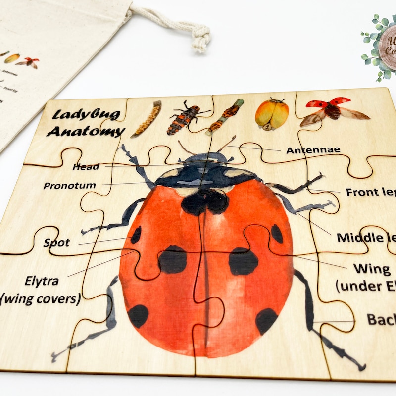 Life Cycle of a Ladybug - Etsy