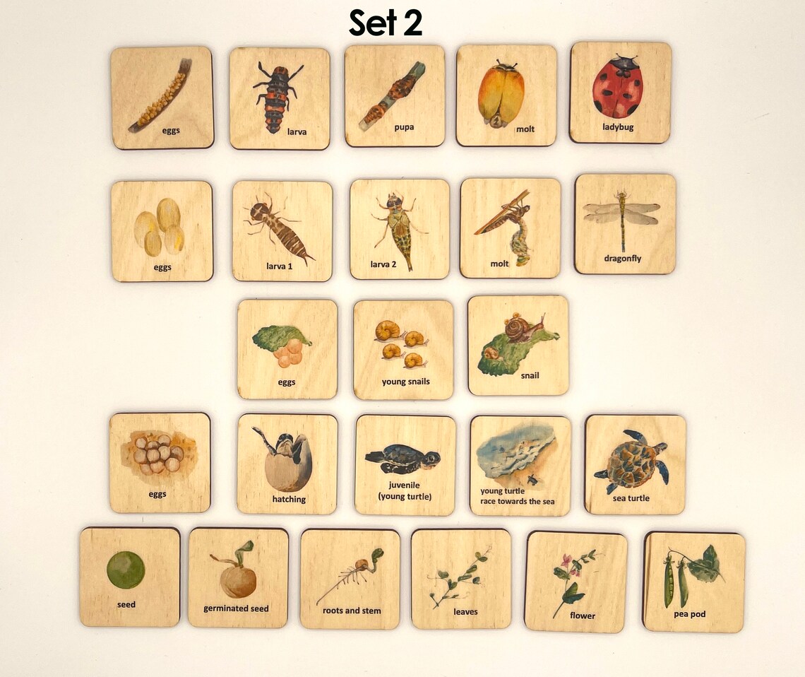 Montessori Biological Life Cycle of Bee Butterfly Chicken Frog | Etsy ...