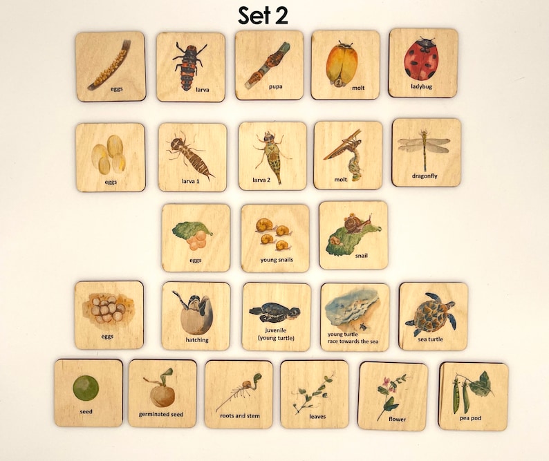 Montessori Biological Life Cycle of Bee Butterfly Chicken Frog - Etsy