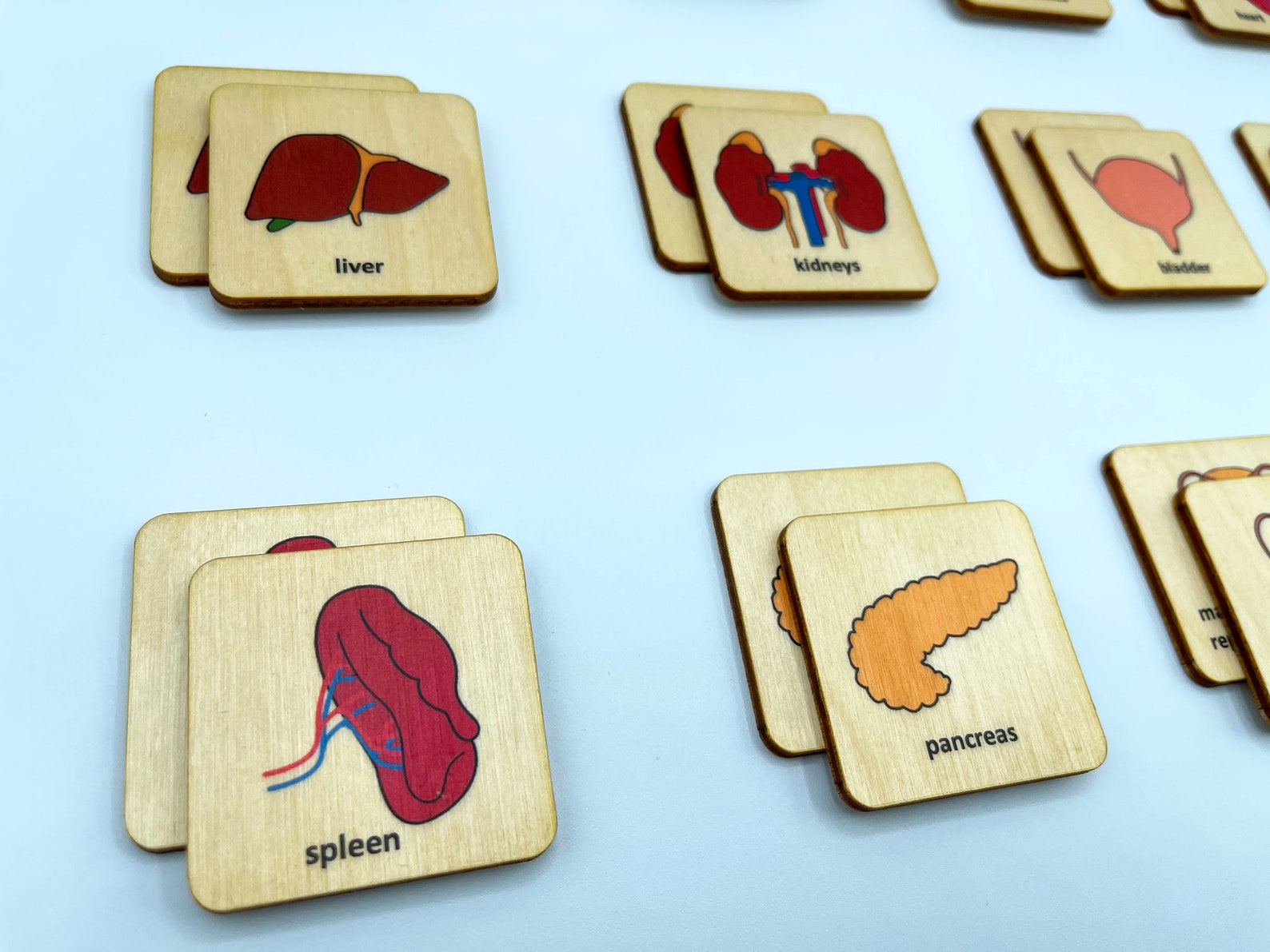 Wooden Montessori Human Anatomy Memory Game/ Organs Matching Game ...