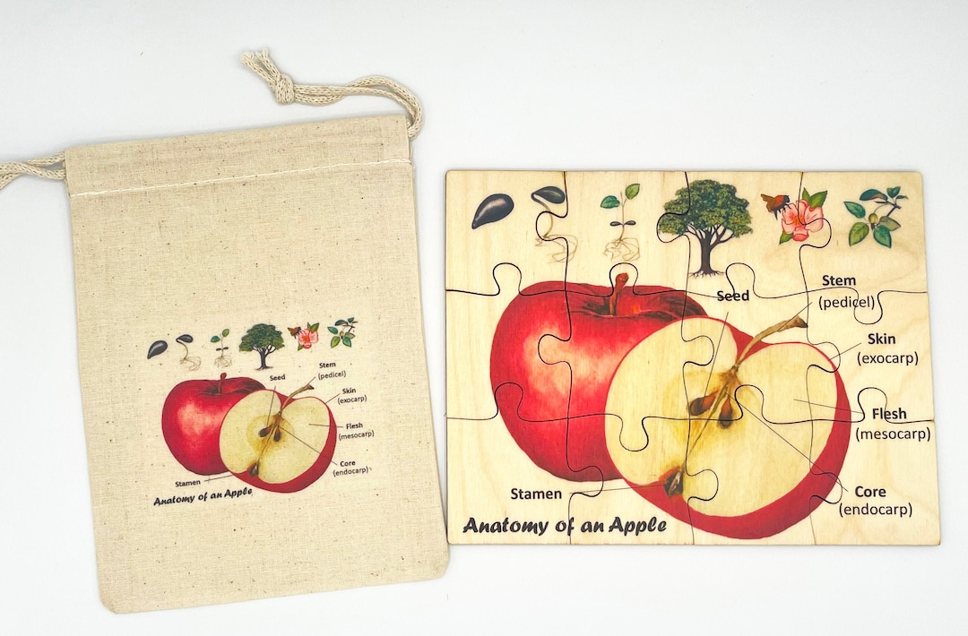 Wooden Apple Anatomy Puzzle/ Montessori Parts of an Apple Activity ...