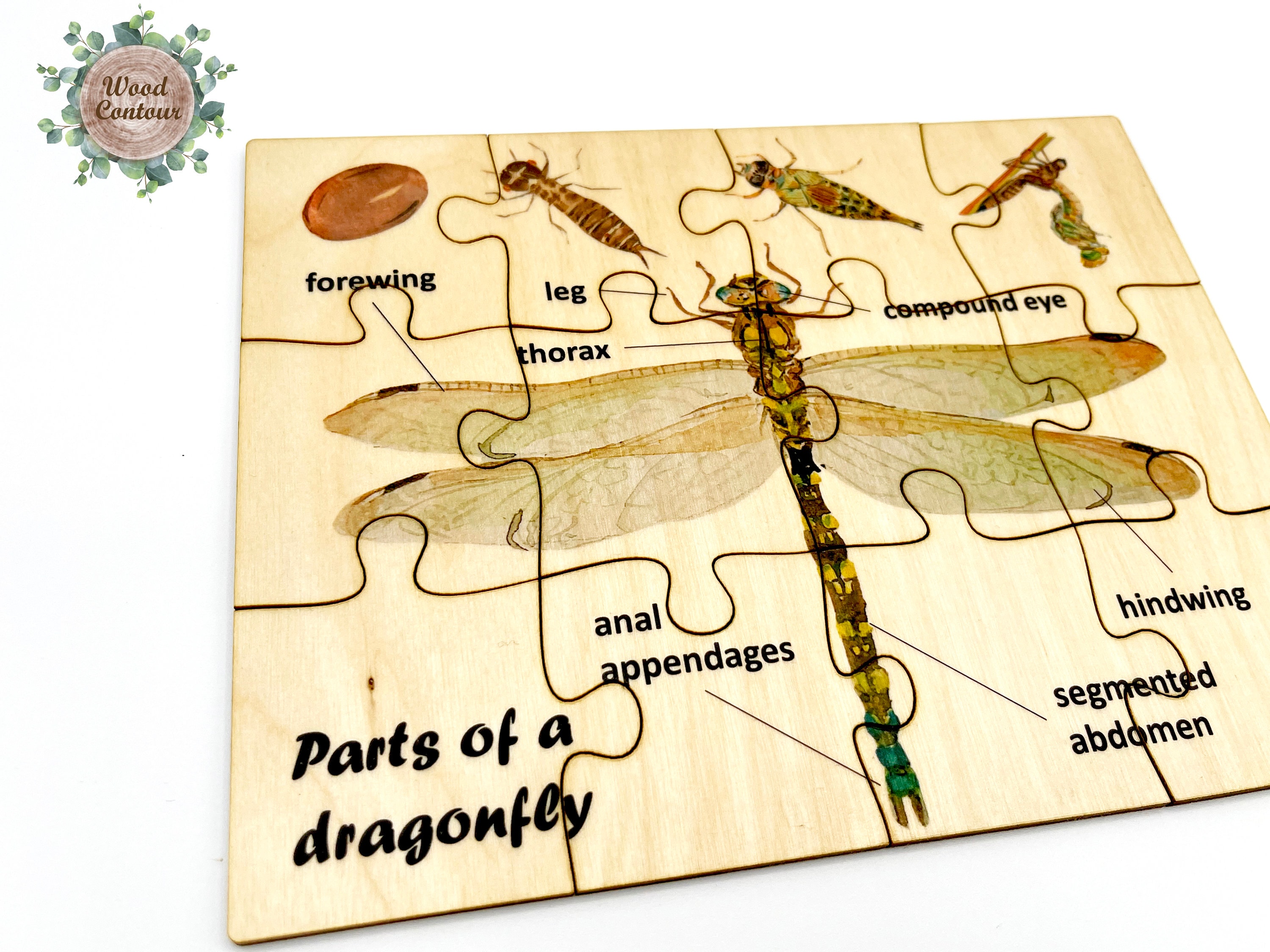 Montessori Wooden anatomy dragonfly puzzle/ Homeschool | Etsy
