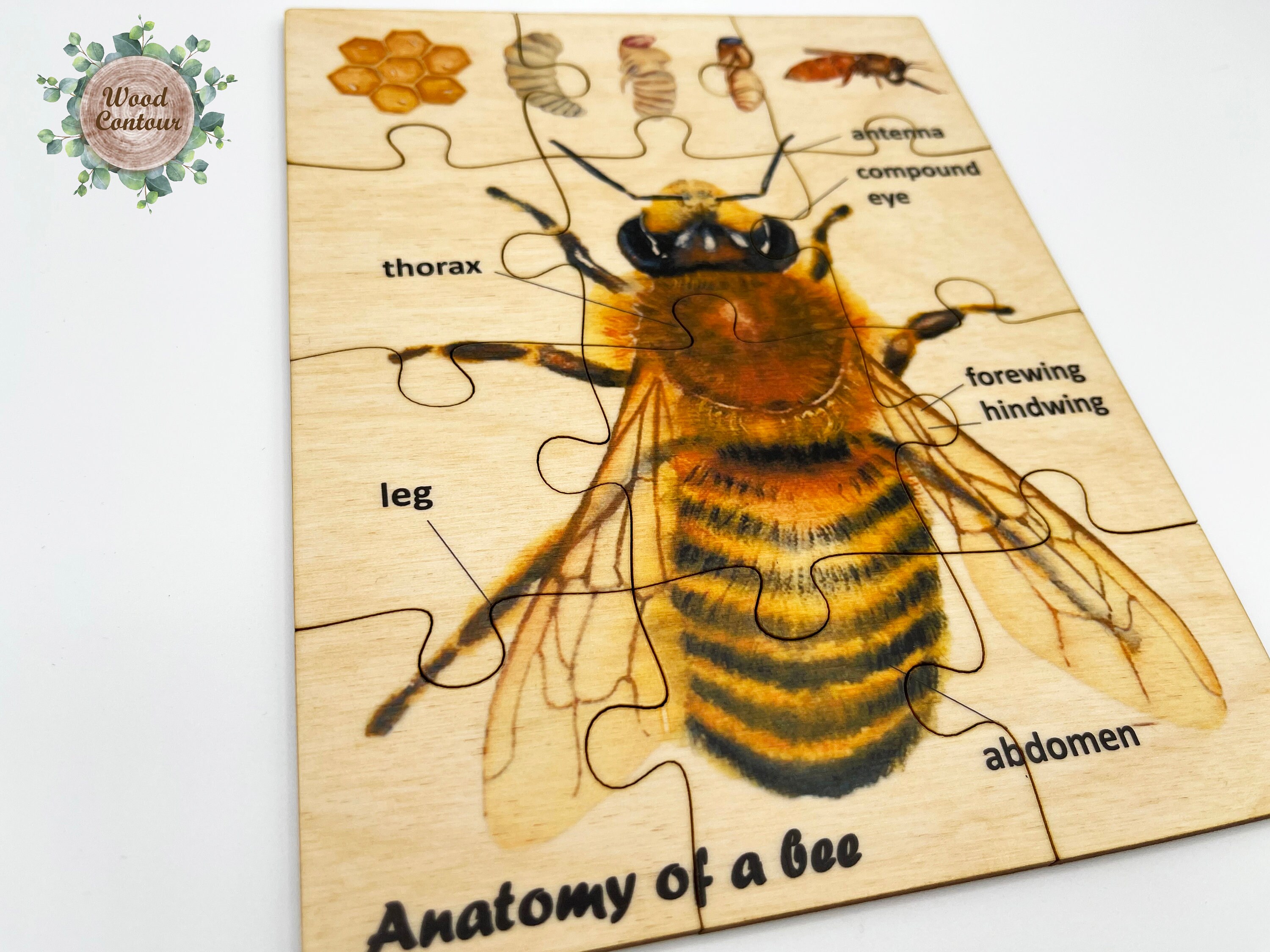 Montessori Wooden Anatomy Bee Puzzle/ Homeschool Preschool | Etsy