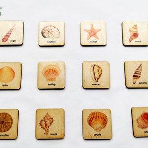 Montessori Wooden Seashell Matching Cards/ Homeschool Preschooler ...