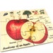 Wooden Apple Anatomy Puzzle/ Montessori Parts of an Apple Activity ...