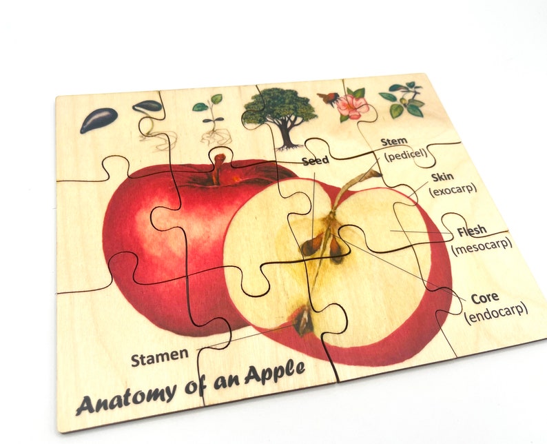 Wooden Apple Anatomy Puzzle/ Montessori Parts of an Apple - Etsy