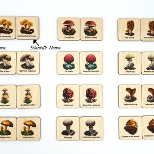 Wooden Mushroom Fungi Matching Cards, Montessori Learning Wild Mushroom ...