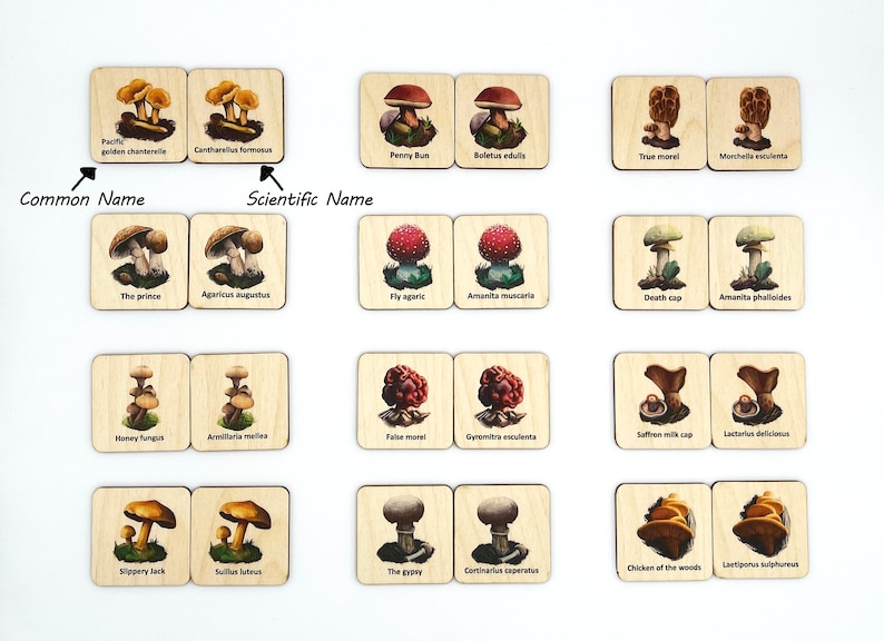 Wooden Mushroom Fungi Matching Cards Montessori Learning Wild | Etsy