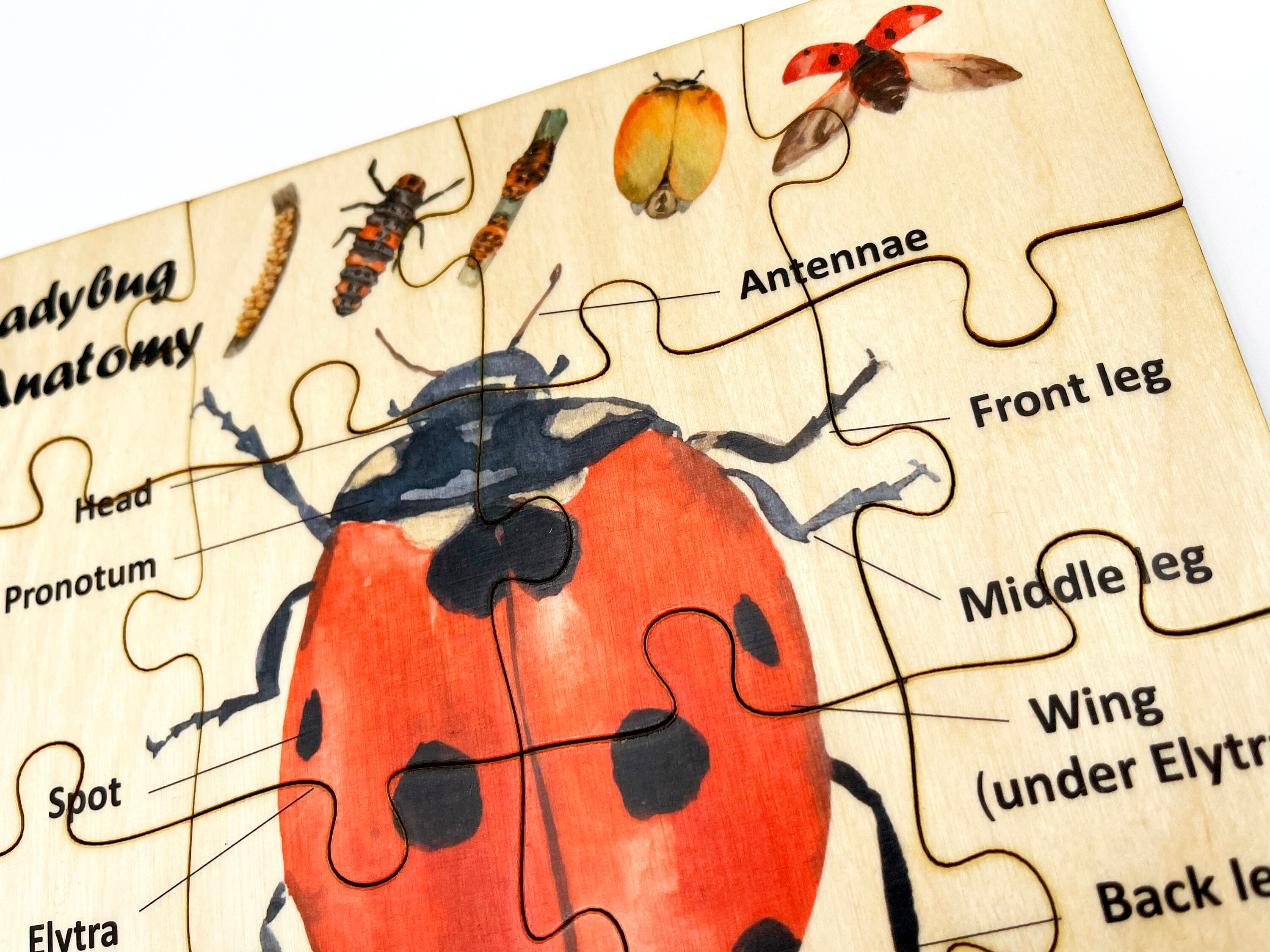 Montessori Wooden Anatomy Ladybug Puzzle/ Homeschool Preschool | Etsy