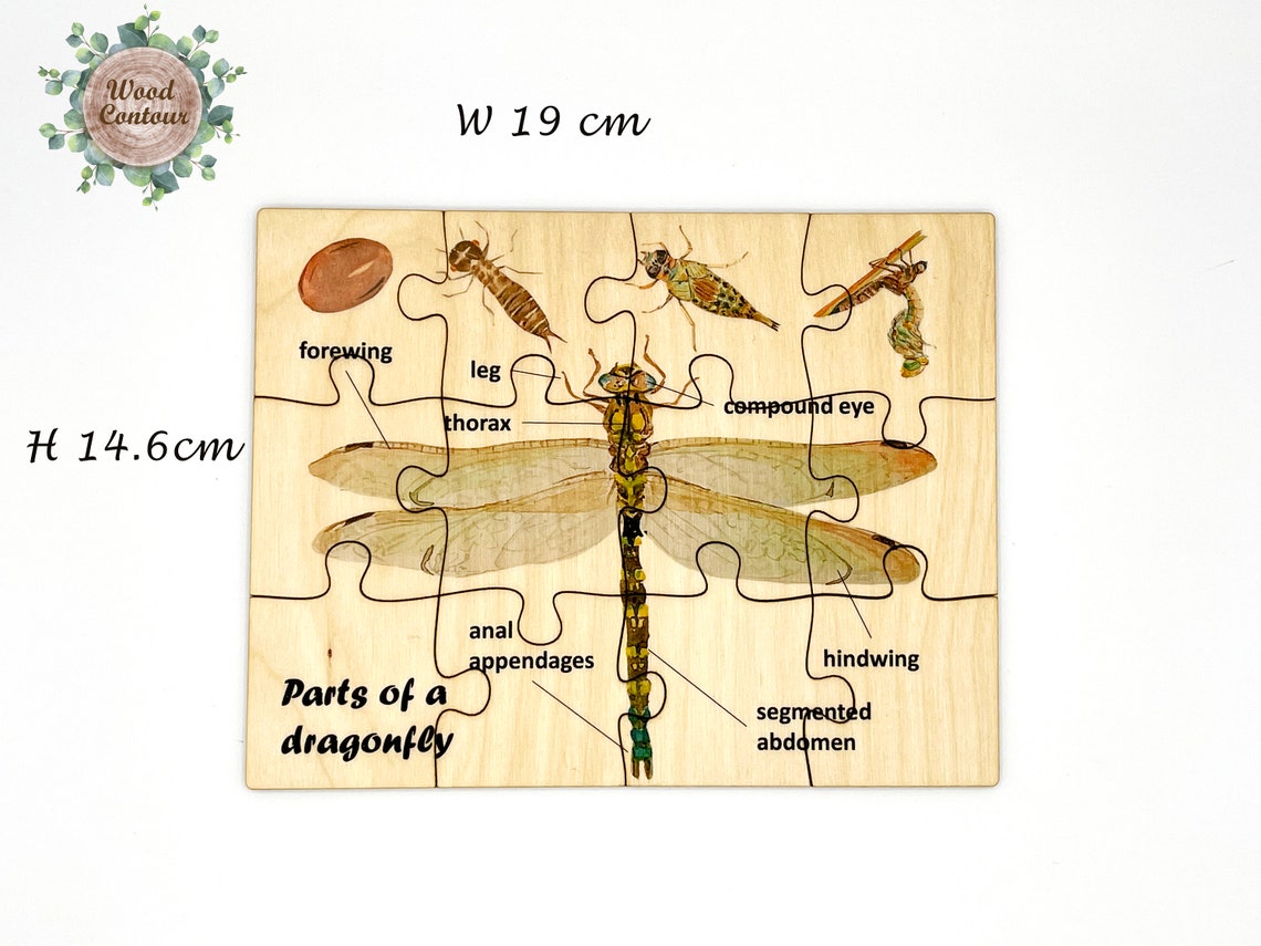 Montessori Wooden Anatomy Dragonfly Puzzle/ Homeschool - Etsy