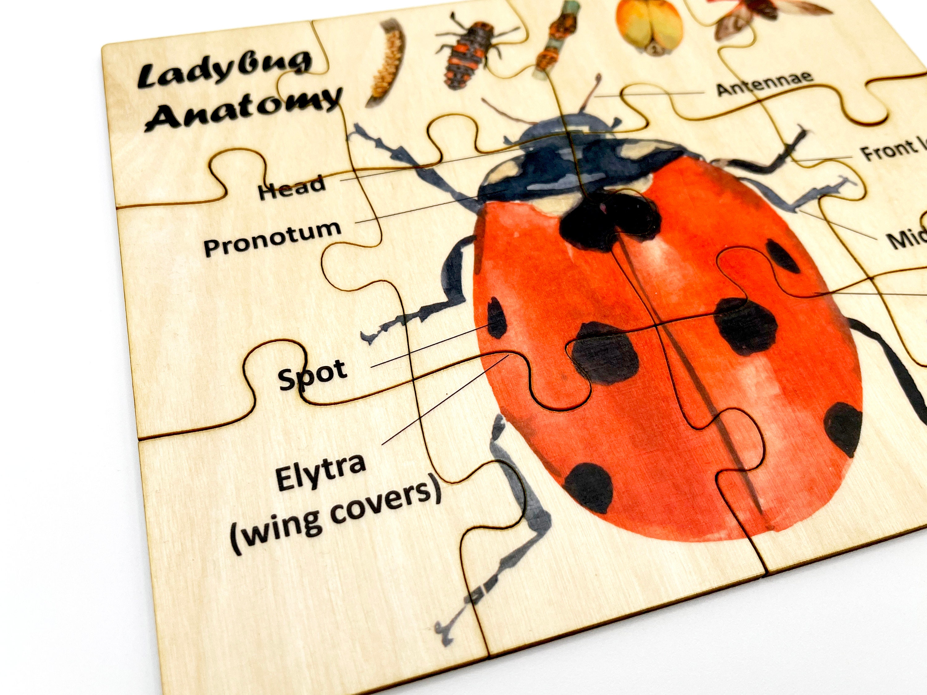 Montessori Wooden Anatomy Ladybug Puzzle/ Homeschool Preschool | Etsy