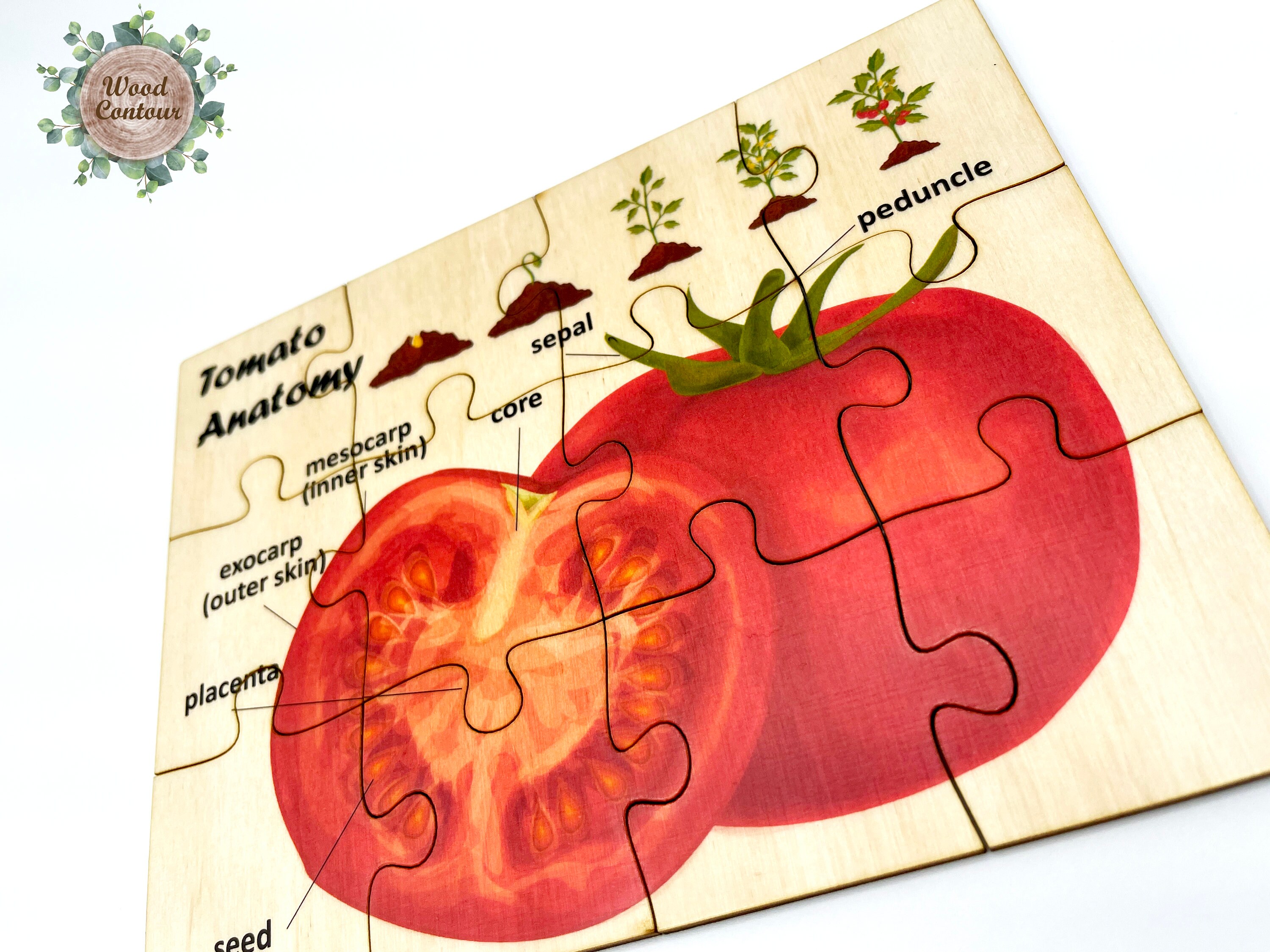 Wooden Anatomy of Tomato Jigsaw Puzzle/ Montessori Homeschool - Etsy Sweden