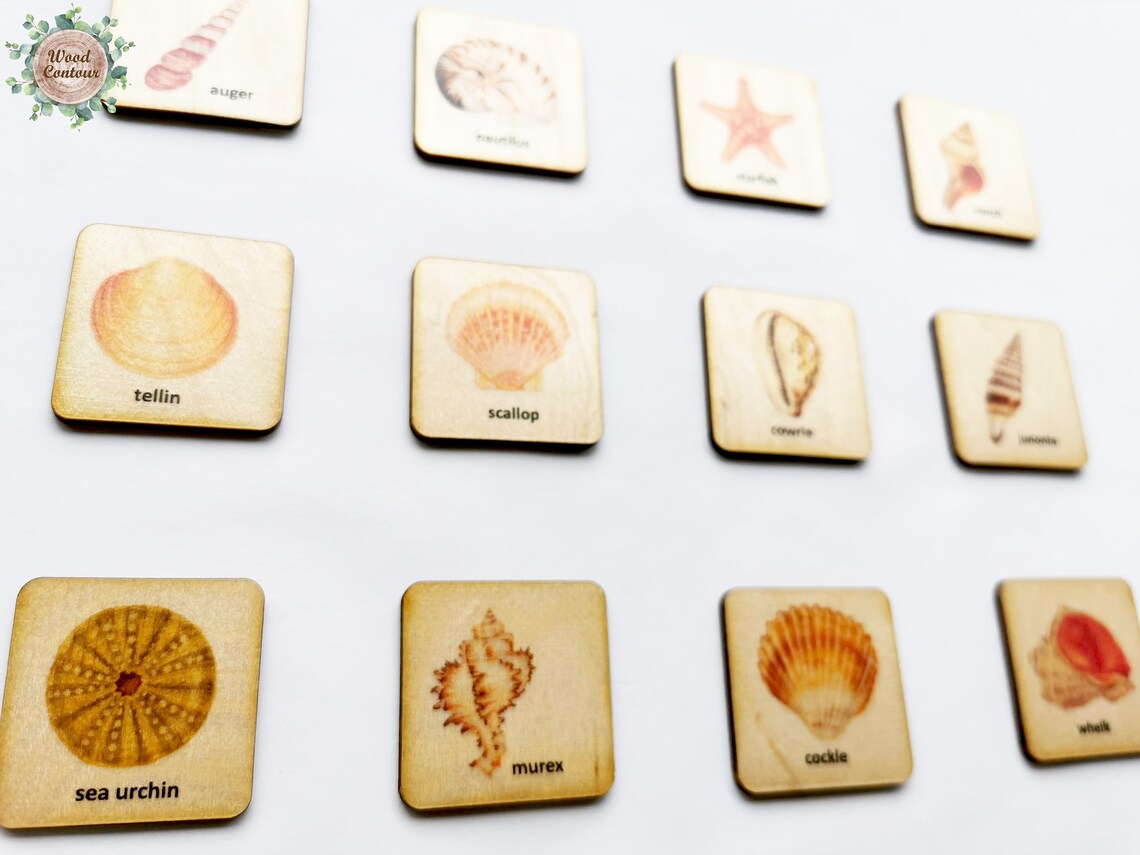 Montessori Wooden Seashell Matching Cards/ Homeschool - Etsy