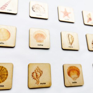 Montessori Wooden Seashell Matching Cards/ Homeschool Preschooler ...