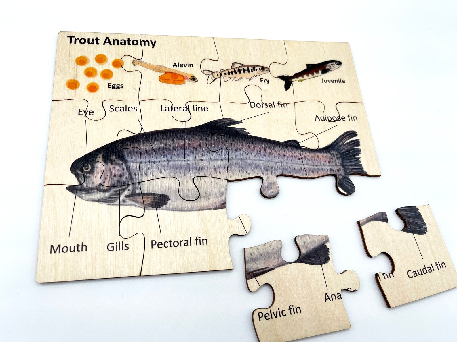 Wooden Trout Fish Anatomy Puzzle for Preschool Toddler | Etsy