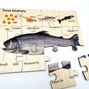 Wooden Trout Fish Anatomy Puzzle for Preschool Toddler ,montessori ...