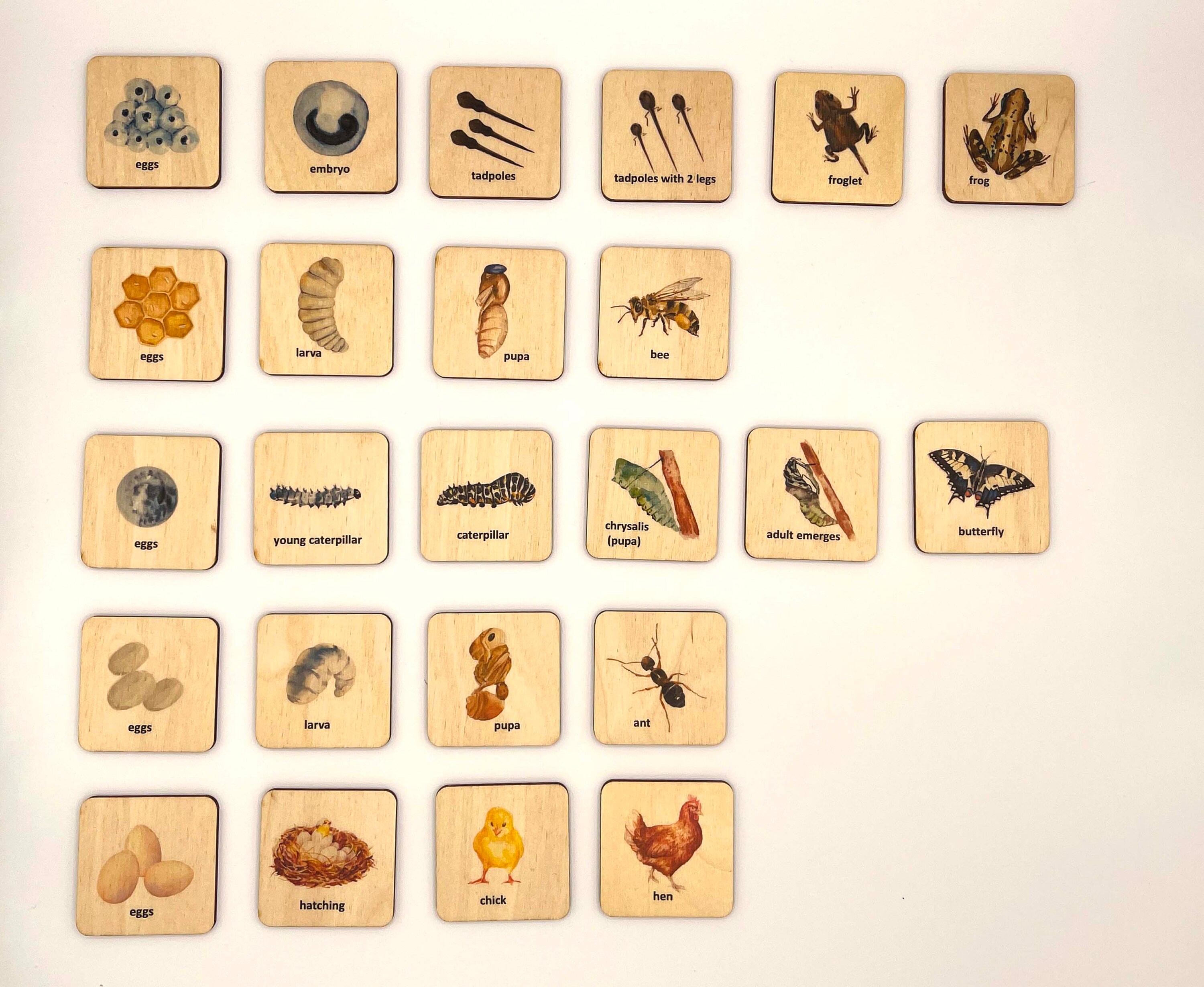 Montessori Wooden Life Cycle cards/ Ladybug drangonfly sea | Etsy