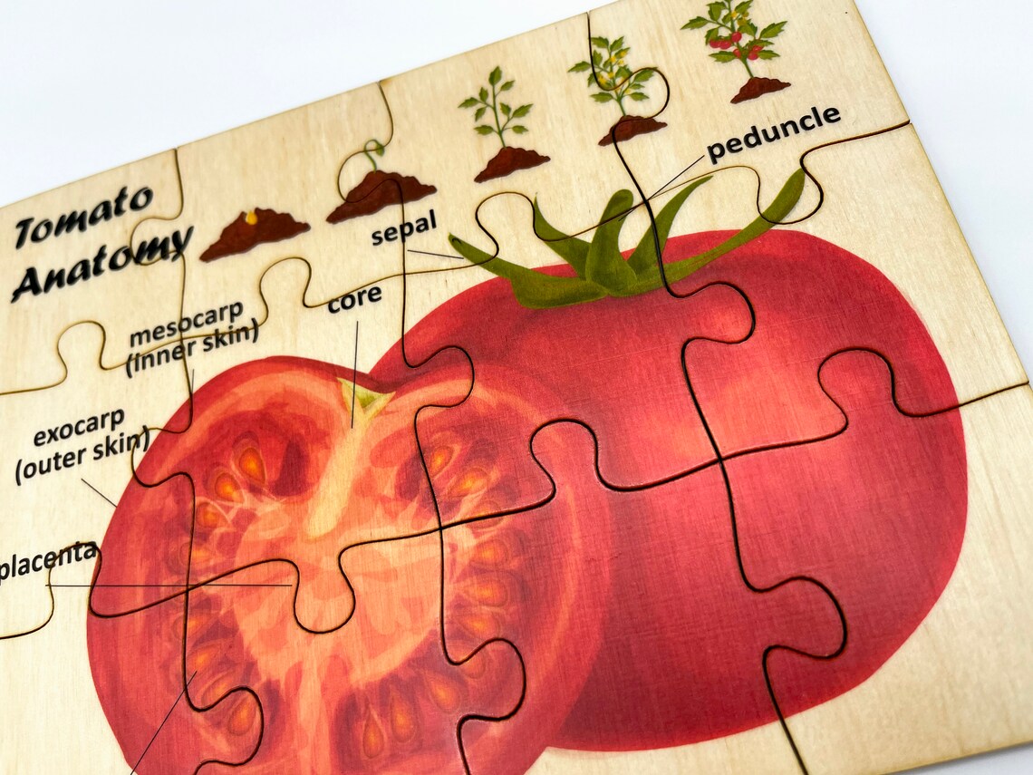 Wooden Anatomy of Tomato Jigsaw Puzzle/ Montessori Homeschool - Etsy Sweden