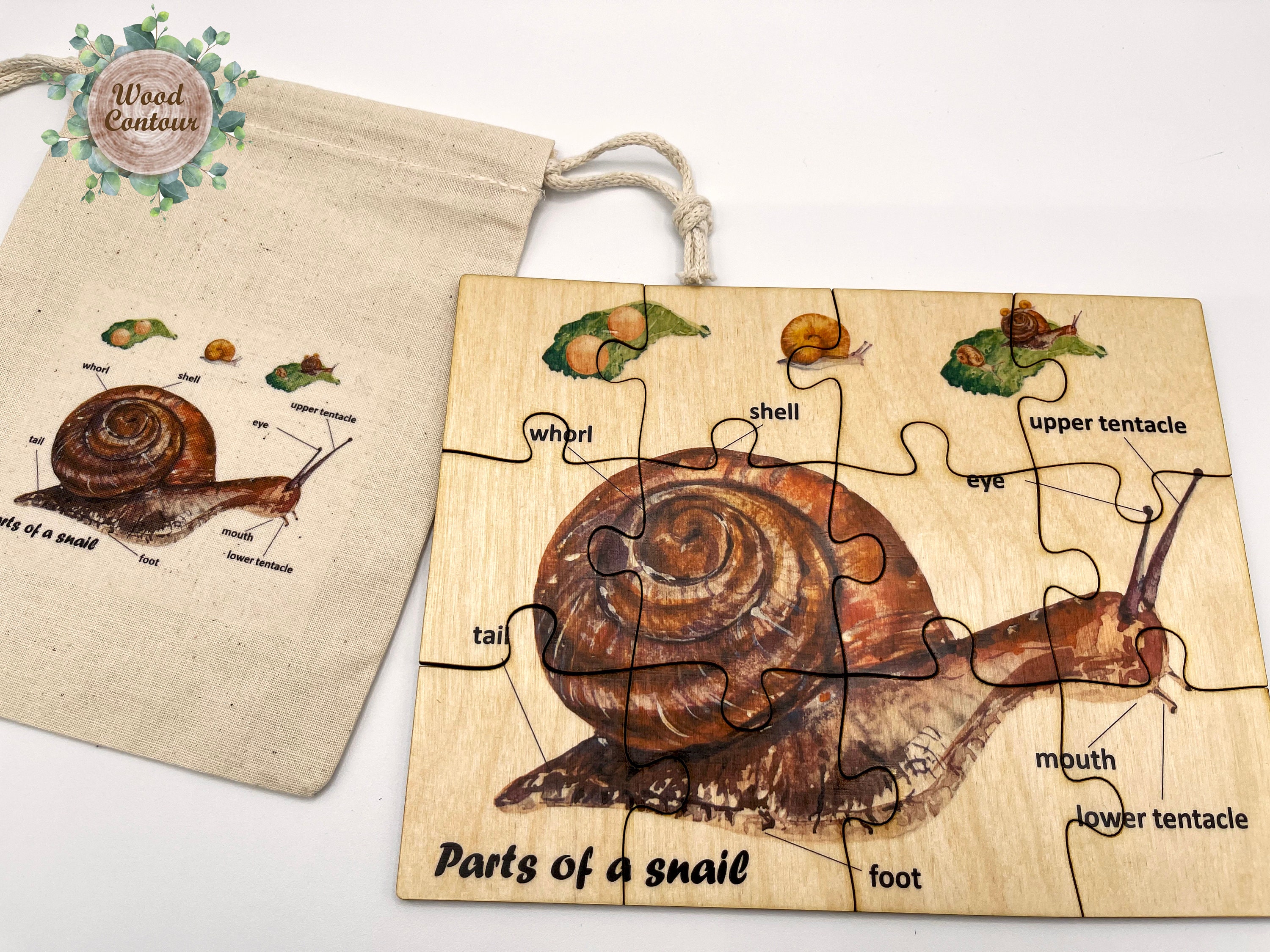 Montessori wooden snail anatomy jigsaw puzzle/ Homeschool | Etsy