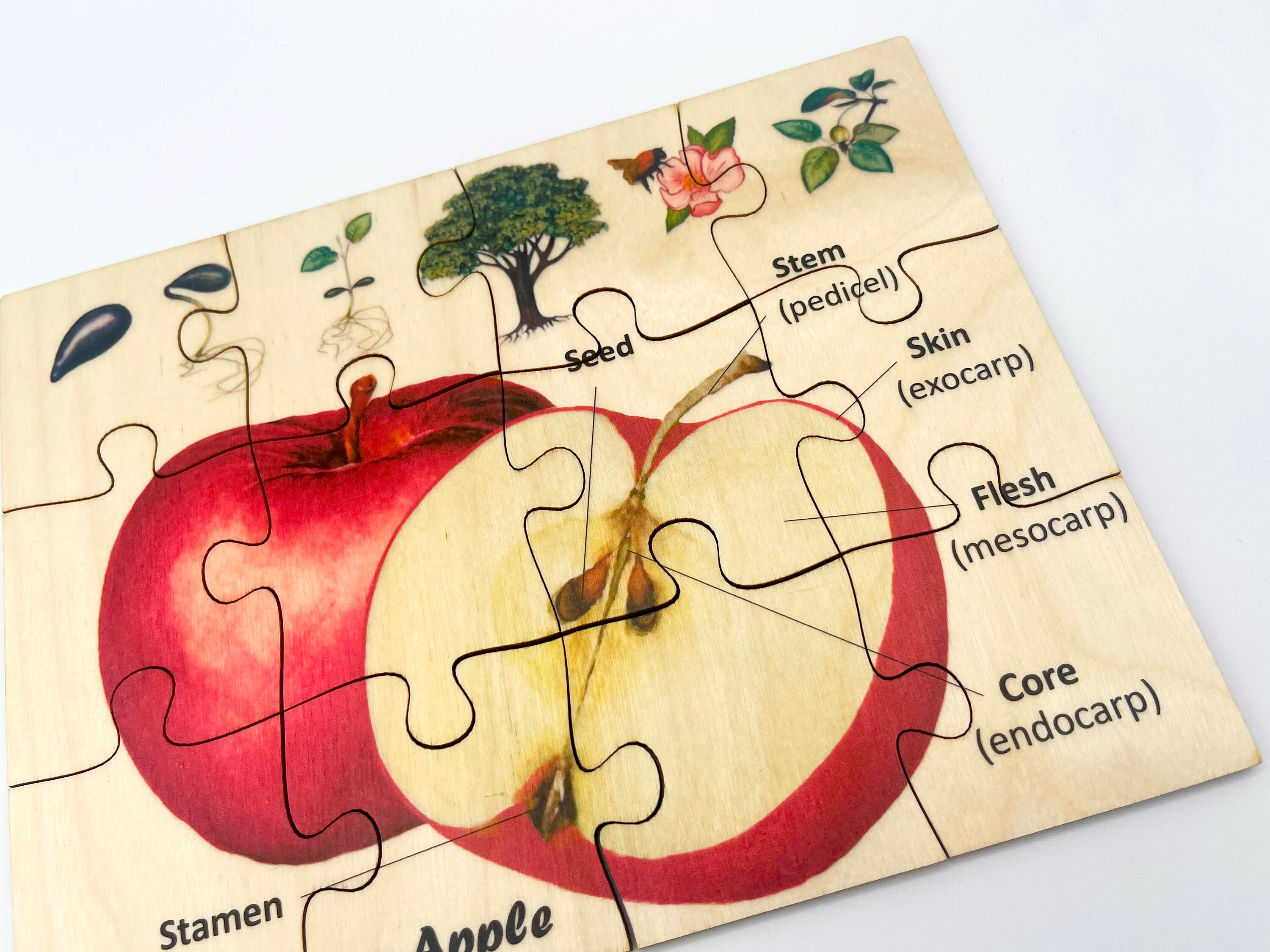 Wooden Apple Anatomy Puzzle/ Montessori Parts of an Apple - Etsy