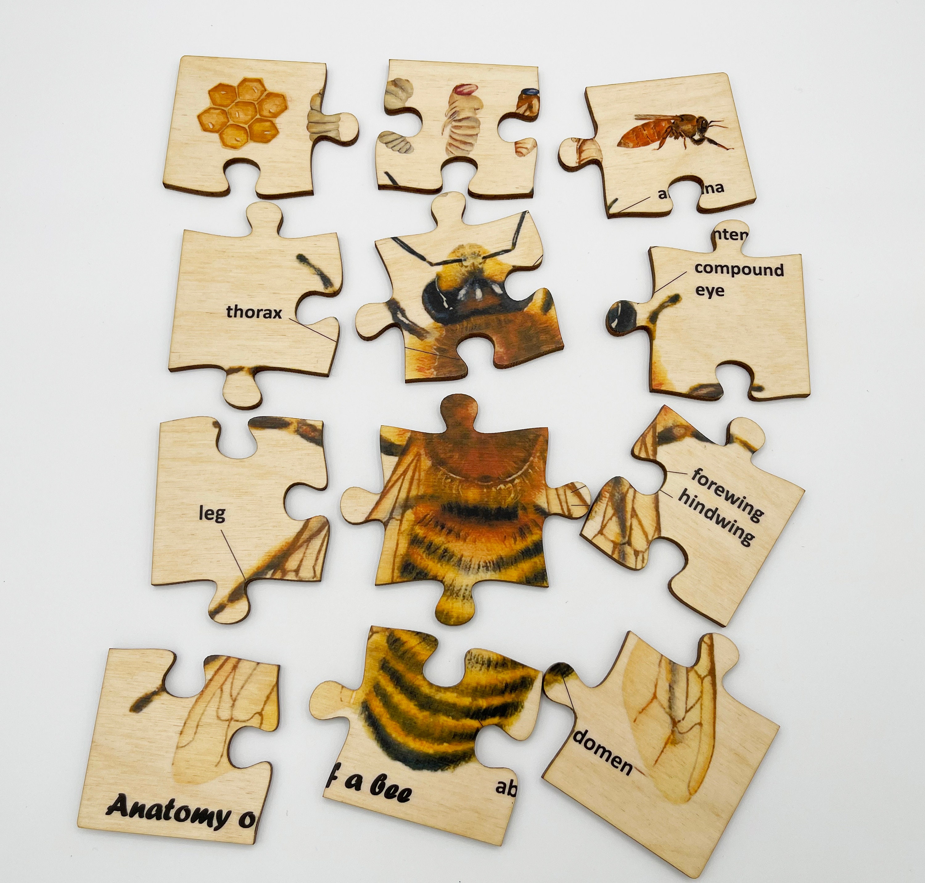 Montessori Wooden Anatomy Bee Puzzle/ Homeschool Preschool | Etsy