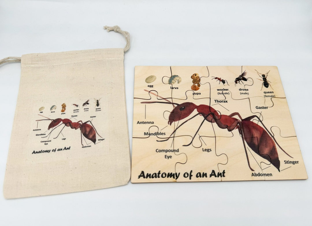 Wooden Ant Life Cycle Puzzle for Kids Preschool Toddler, Montessori ...