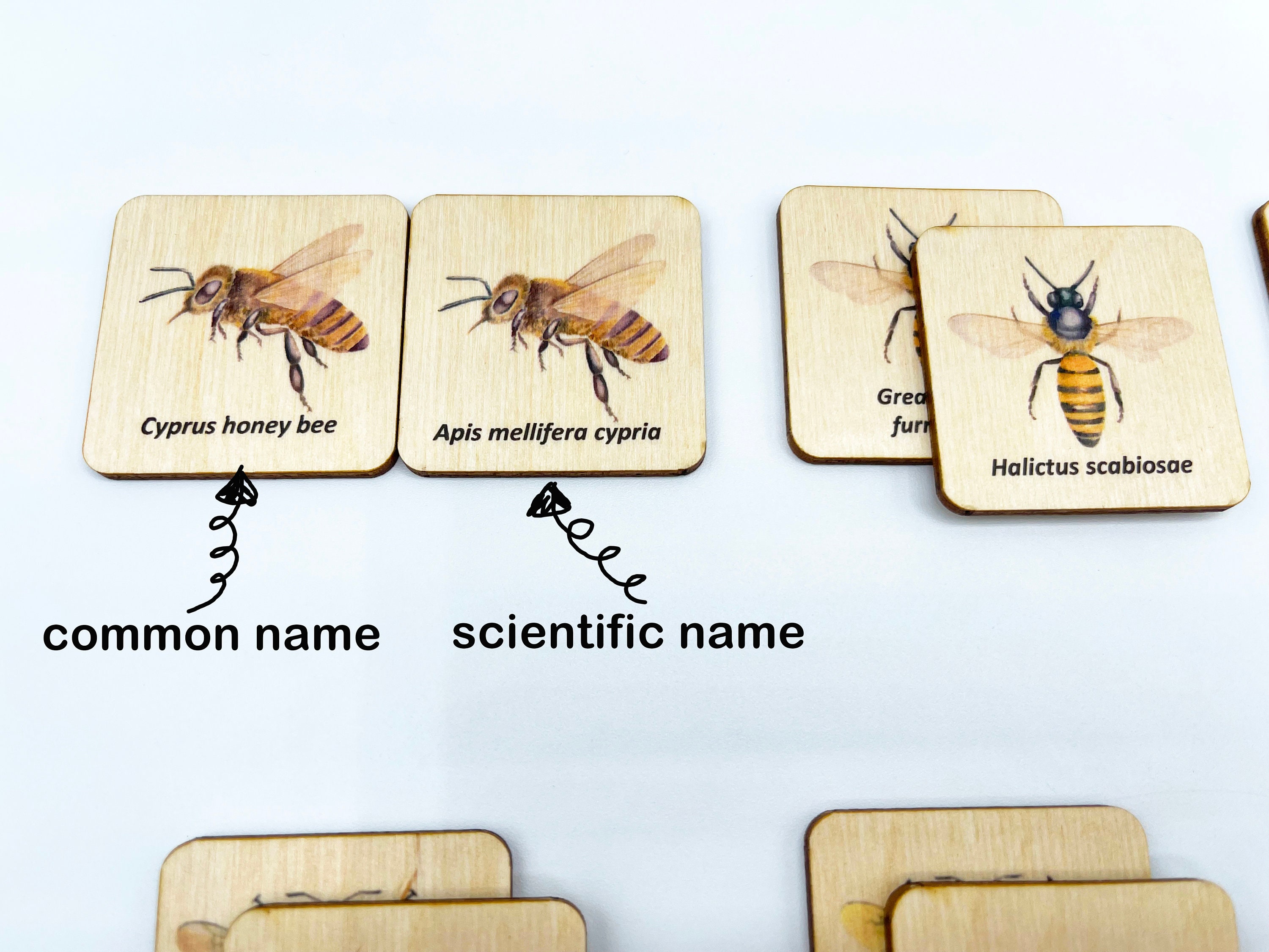 Montessori Bee Insect Matching Game/ Toddler Preschooler - Etsy